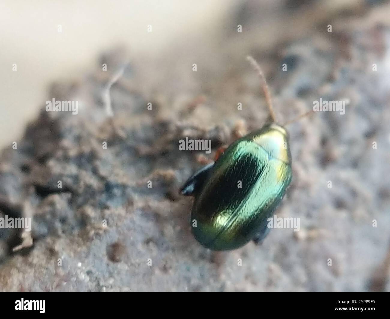 Flea Beetles (Alticini Stock Photo - Alamy