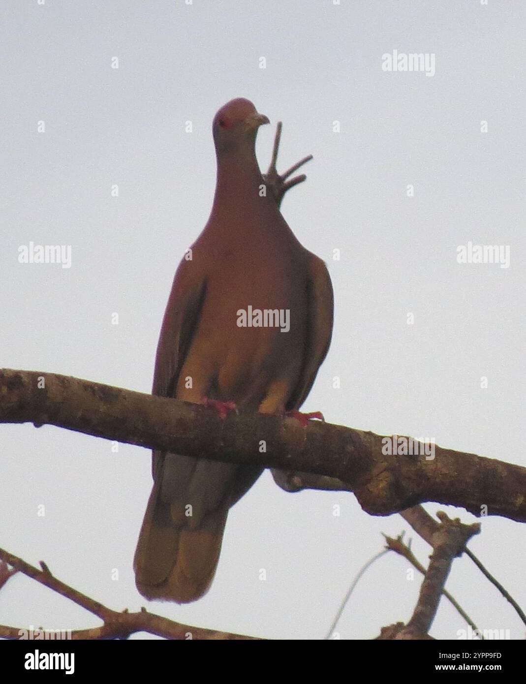 Pale-vented Pigeon (Patagioenas cayennensis Stock Photo - Alamy