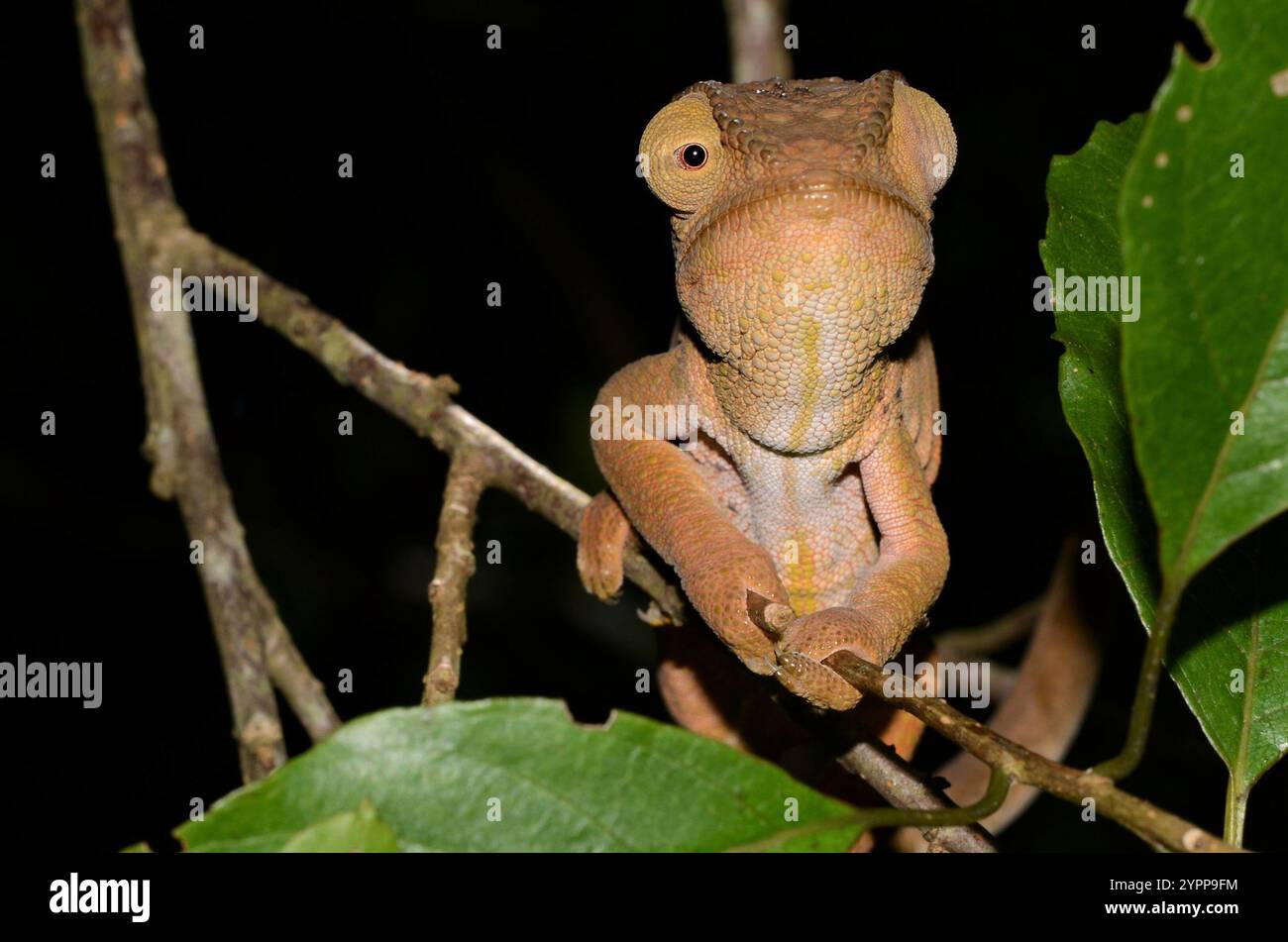 Mount Amber Globe-horned Chameleon (Calumma ambreense Stock Photo - Alamy