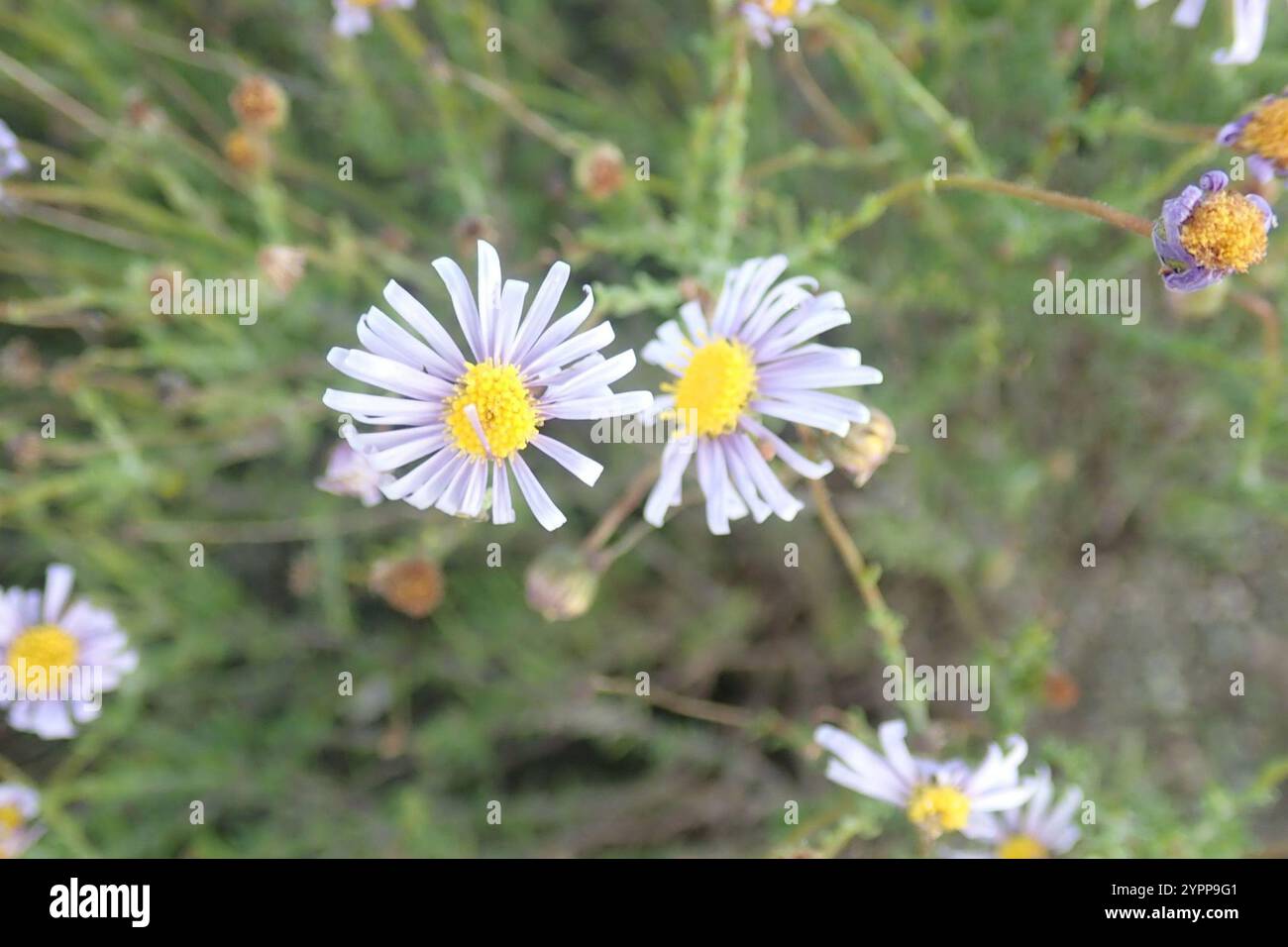 Fine Felicia (Felicia filifolia Stock Photo - Alamy
