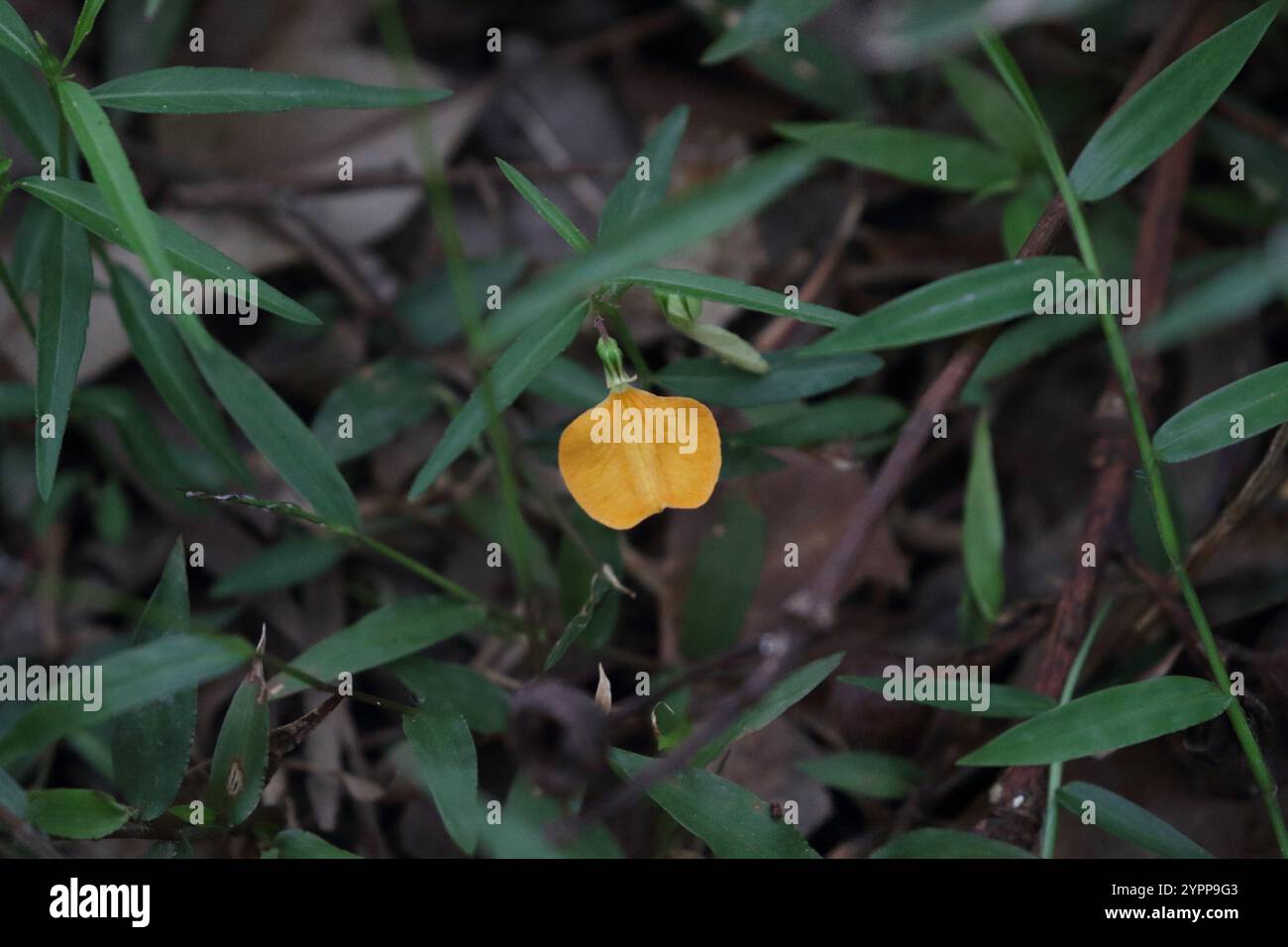 spade flower (Pigea stellarioides Stock Photo - Alamy