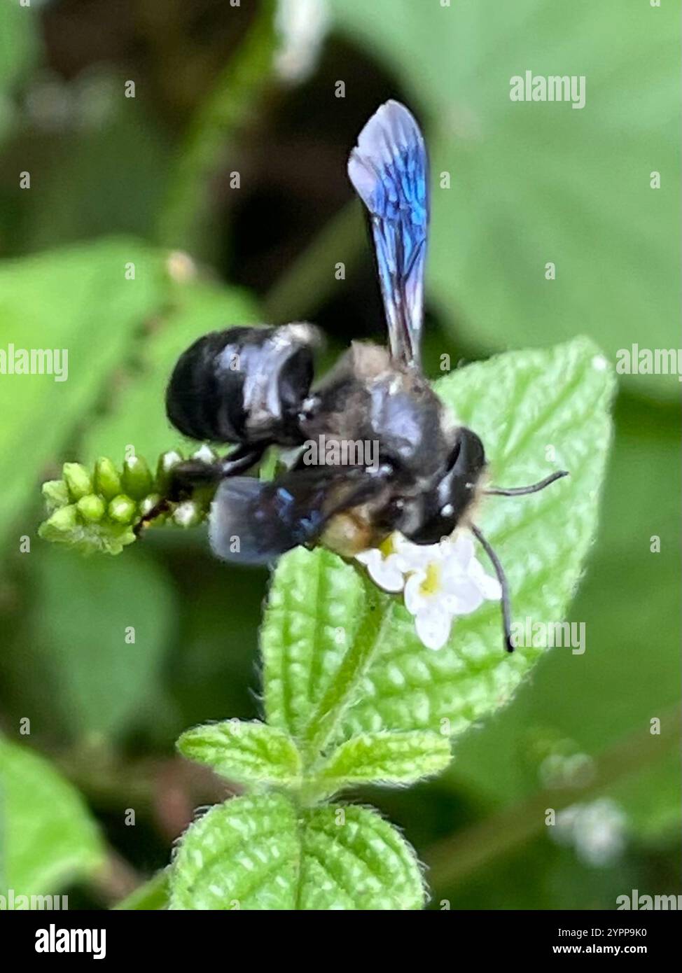 Carpenter-mimic Leafcutter Bee (Megachile xylocopoides Stock Photo - Alamy