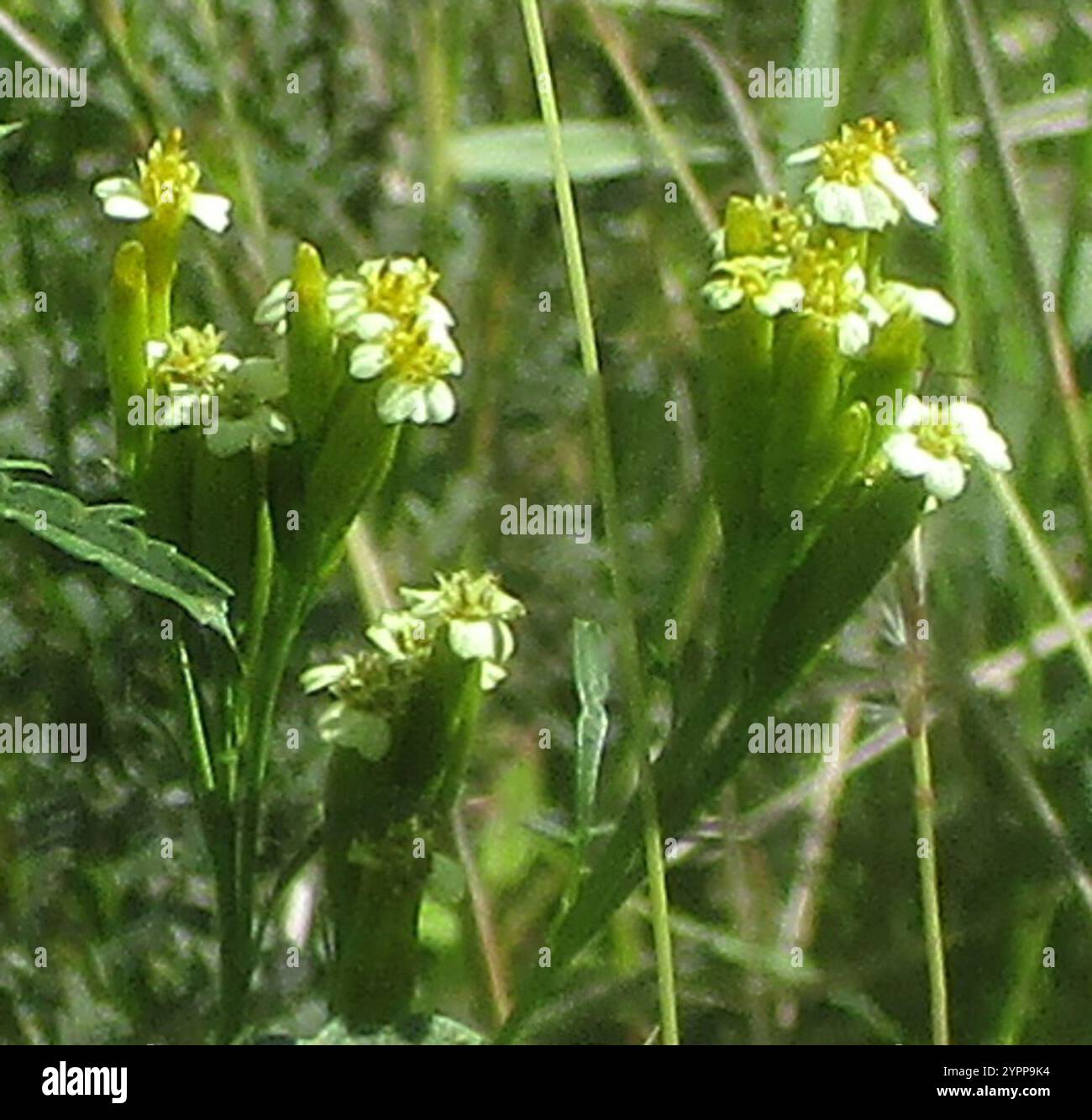 wild marigold (Tagetes minuta Stock Photo - Alamy