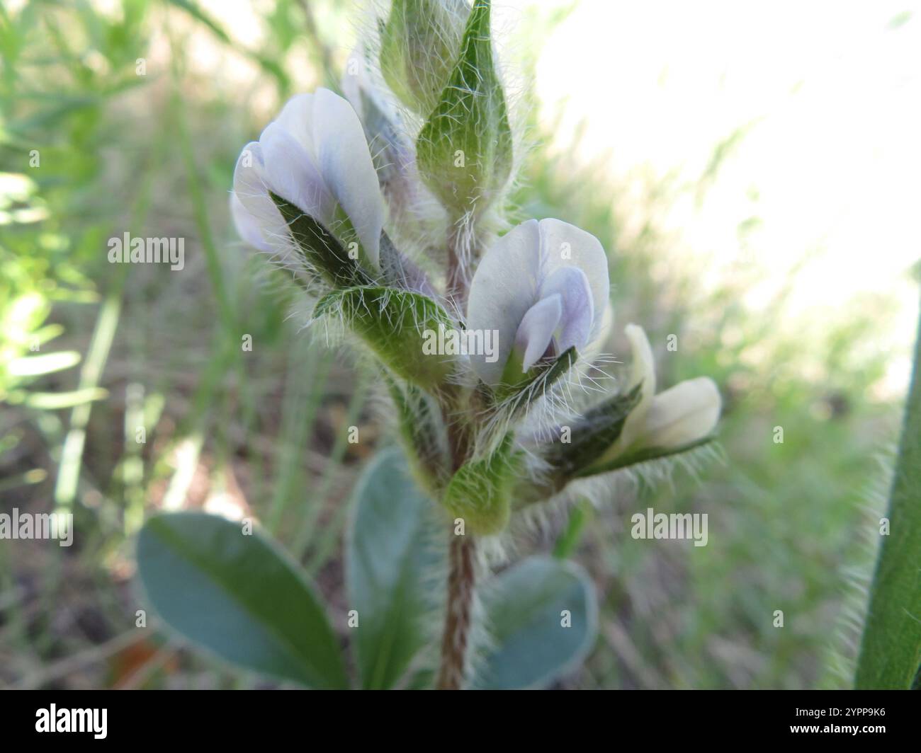 breadroot scurf pea (Pediomelum esculentum Stock Photo - Alamy