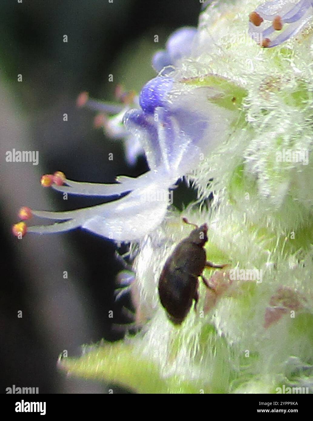 Water, Rove, Scarab, Long-horned, Leaf, and Snout Beetles (Polyphaga ...