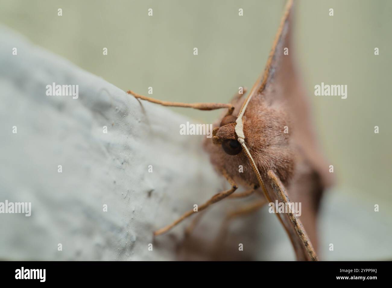Curved-toothed Geometer Moth (Eutrapela clemataria Stock Photo - Alamy