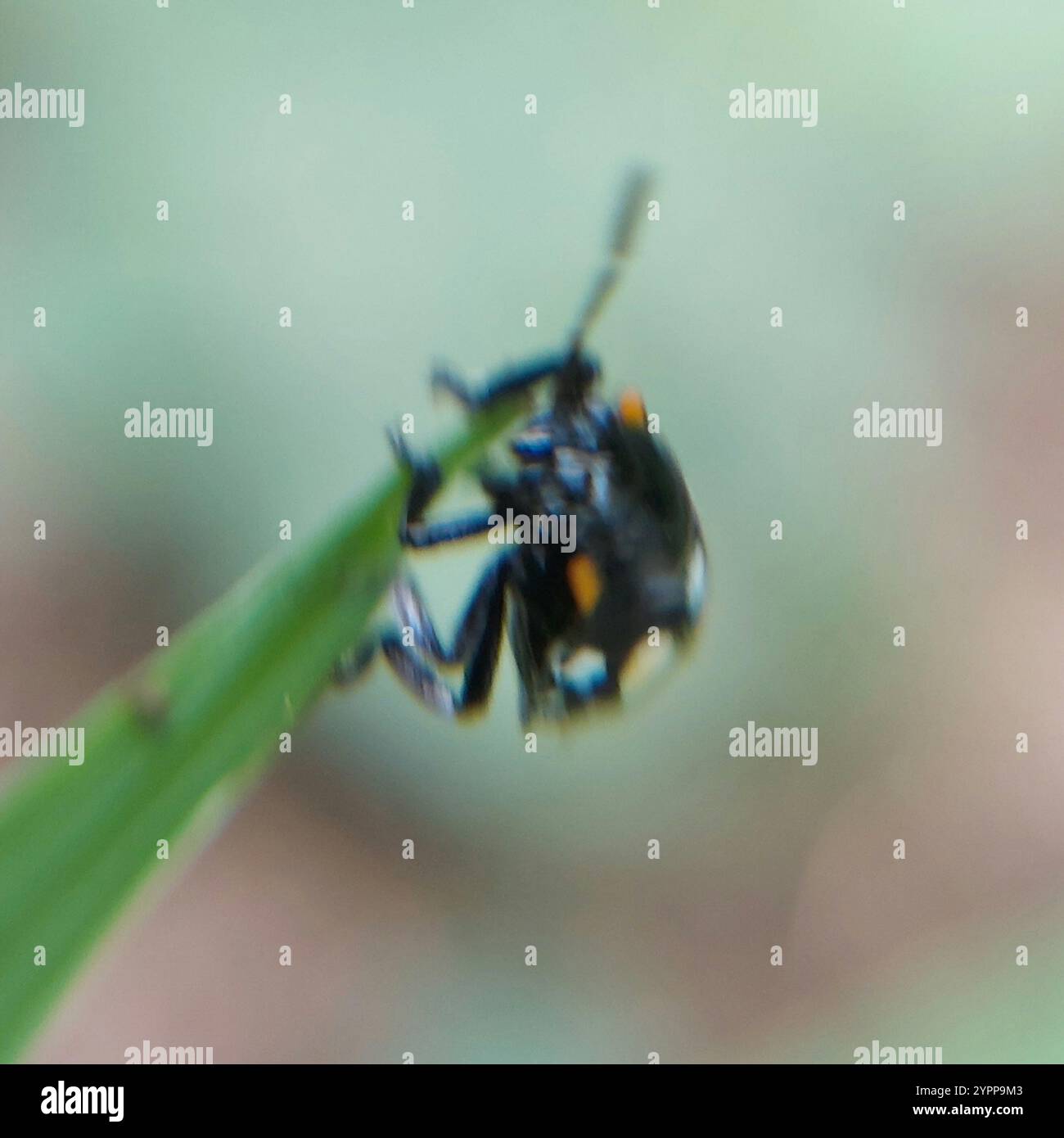 True Bugs (Heteroptera Stock Photo - Alamy