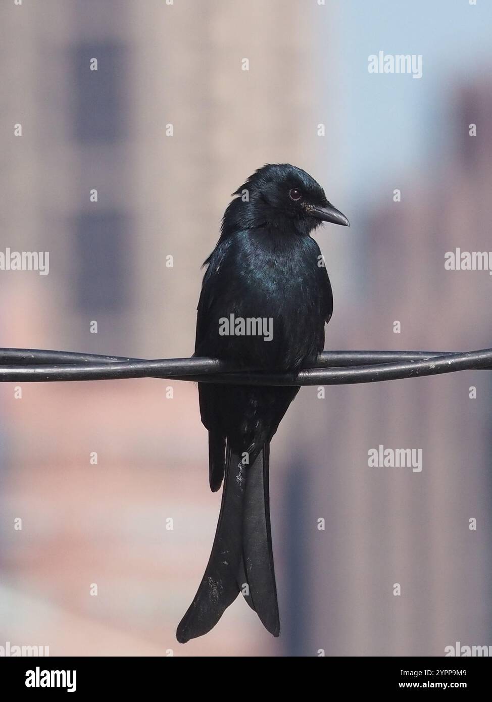 Taiwan black drongo (Dicrurus macrocercus harterti Stock Photo - Alamy