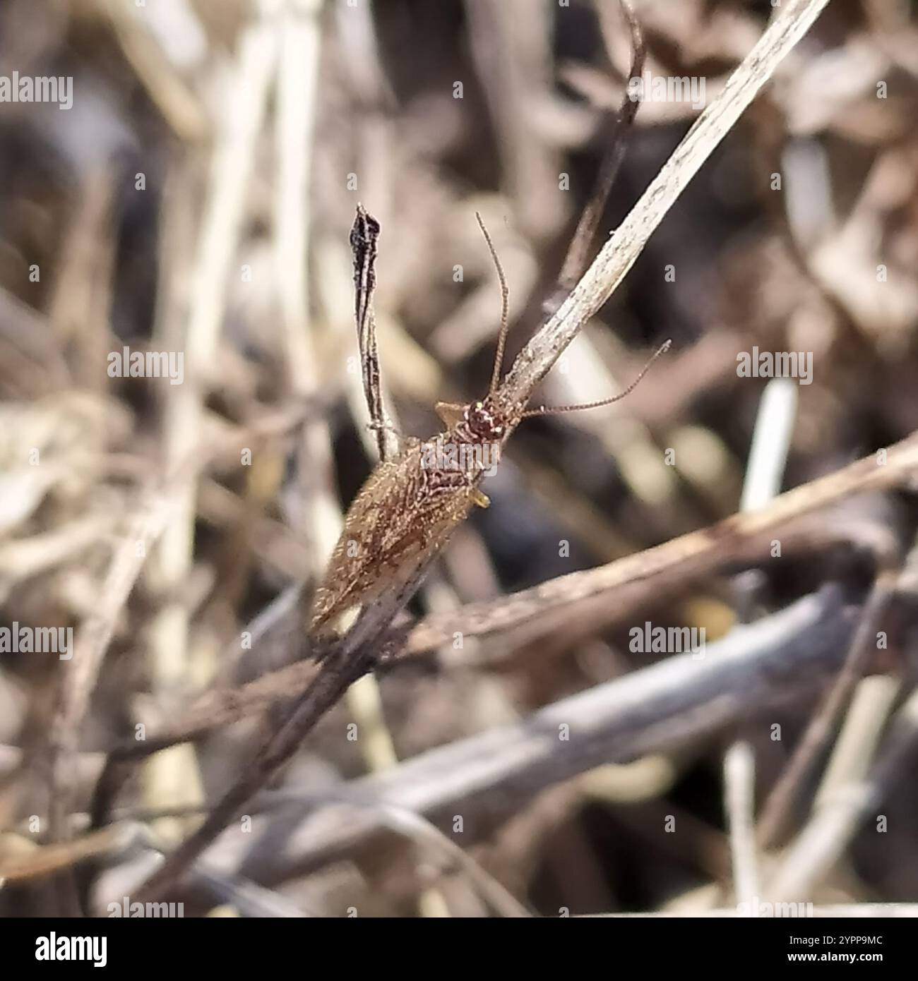 Angular Brunette Lacewing (Micromus angulatus Stock Photo - Alamy