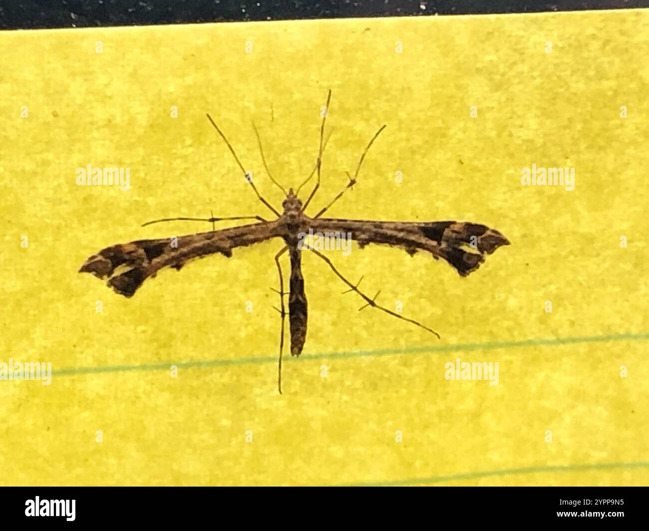 Geranium plume moth hi-res stock photography and images - Alamy