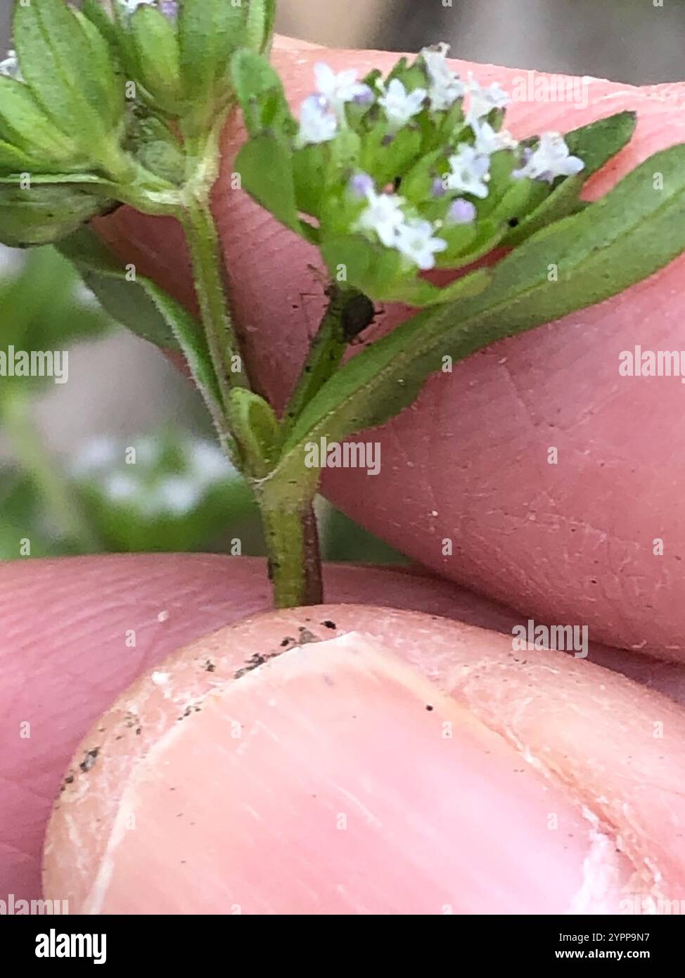 Keeled-fruited Cornsalad (Valerianella carinata Stock Photo - Alamy