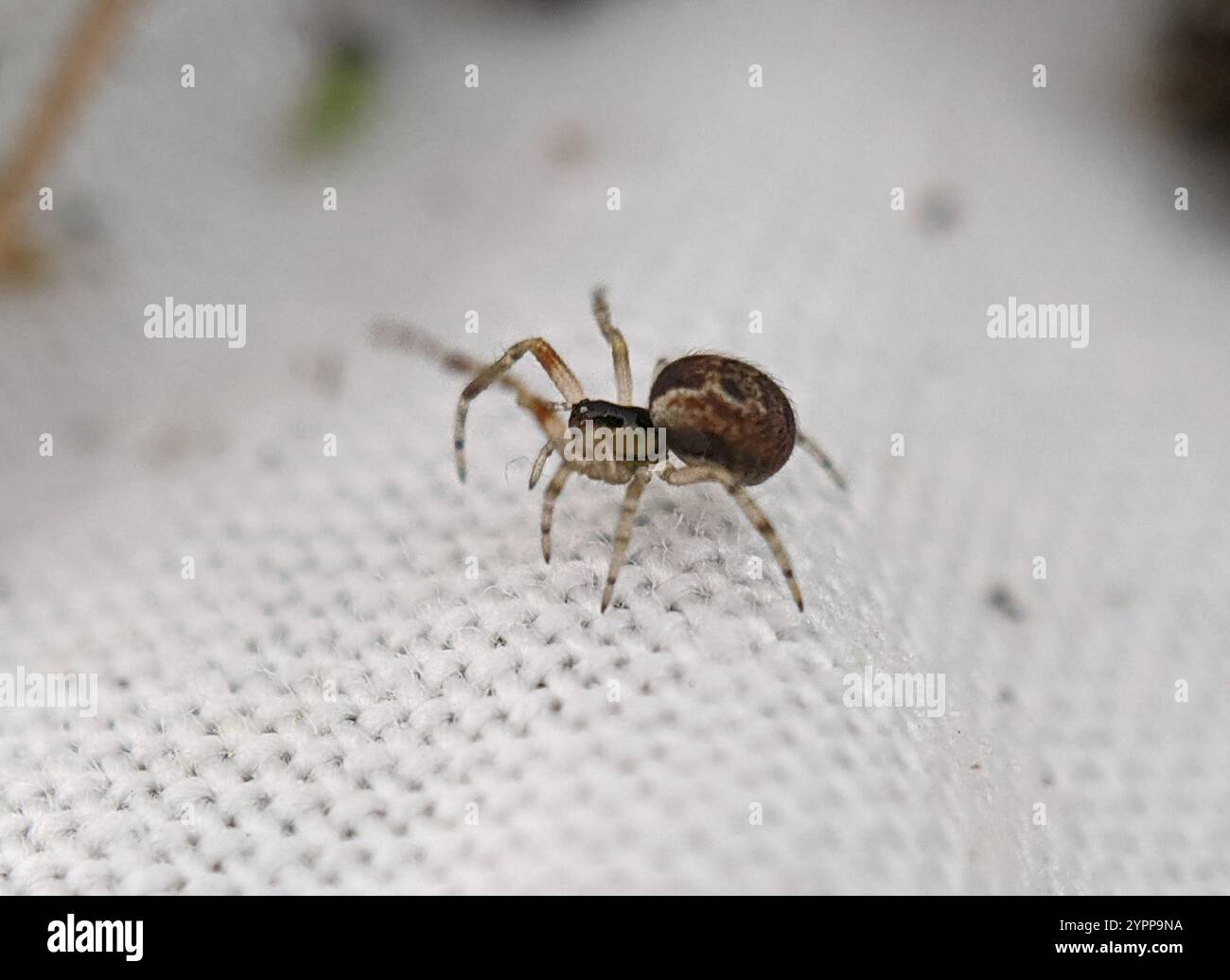 Silver-sided Sector Spider (Zygiella x-notata Stock Photo - Alamy