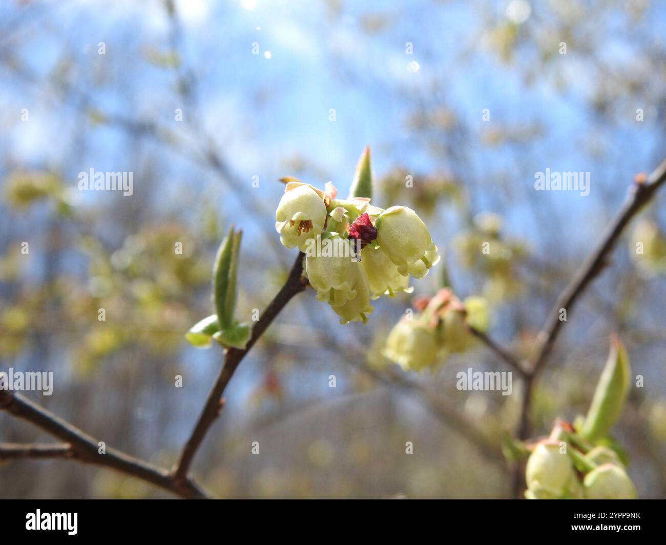 Northern highbush blueberry (Vaccinium corymbosum Stock Photo - Alamy