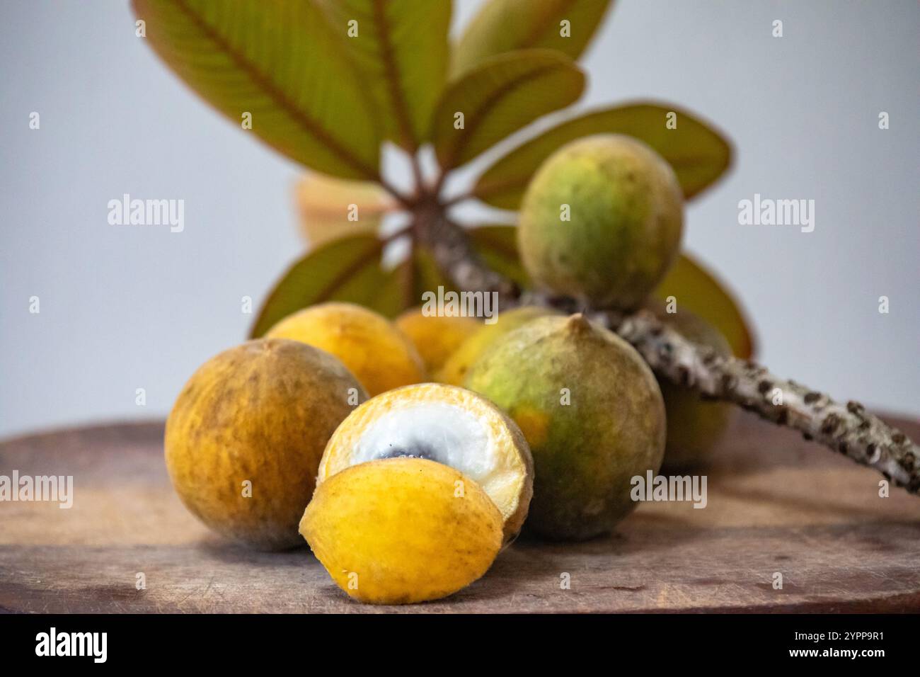 Curriola (Pouteria ramiflora) wild fruit from the Brazilian cerrado ...