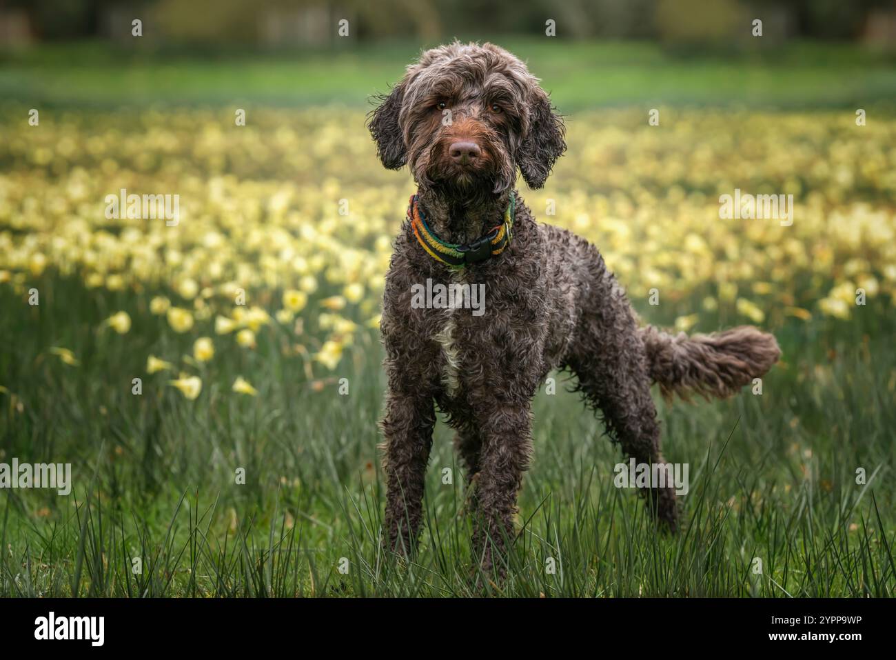 Brown springerpoo dog in Virginia Water Stock Photo - Alamy