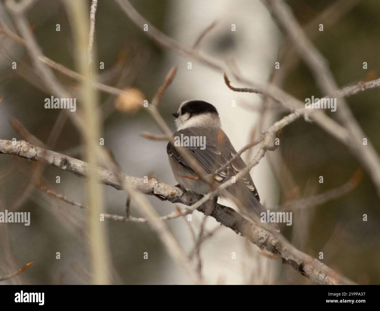 Canada Jay (Perisoreus canadensis Stock Photo - Alamy