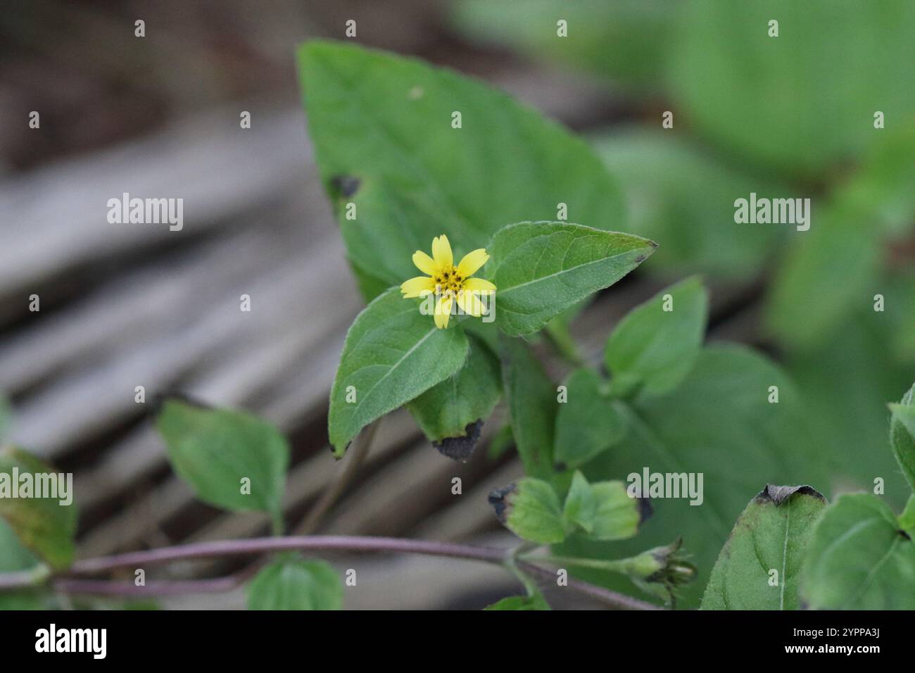 straggler daisy (Calyptocarpus vialis Stock Photo - Alamy