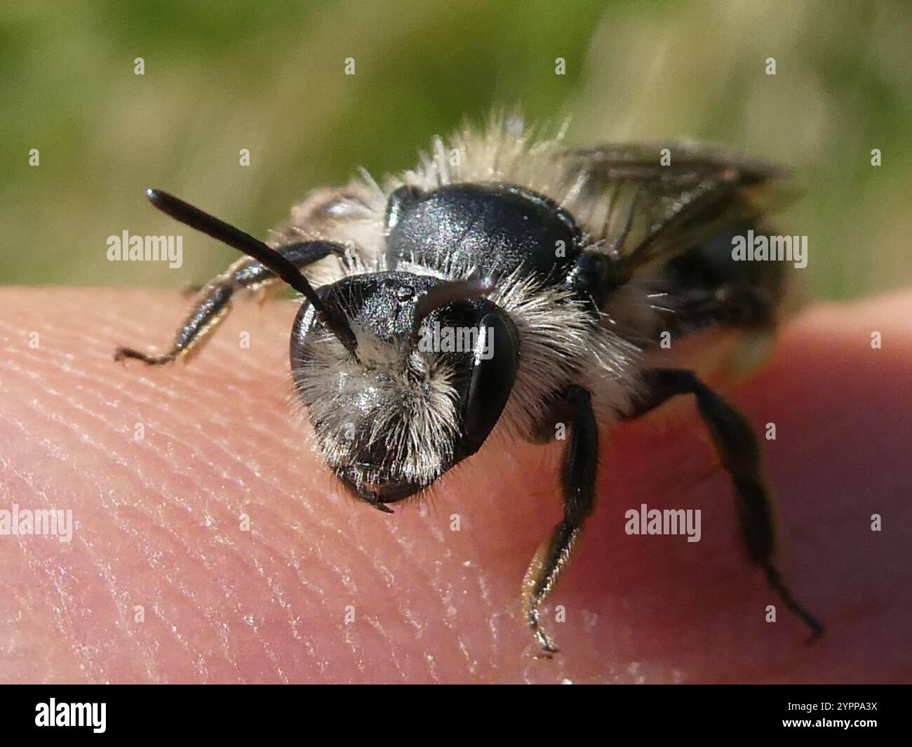 Frigid Mining Bee (Andrena frigida Stock Photo - Alamy