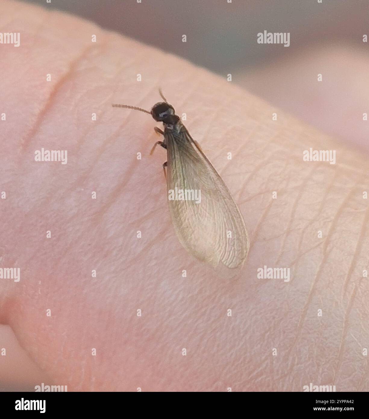 Western Subterranean Termite (Reticulitermes hesperus Stock Photo - Alamy