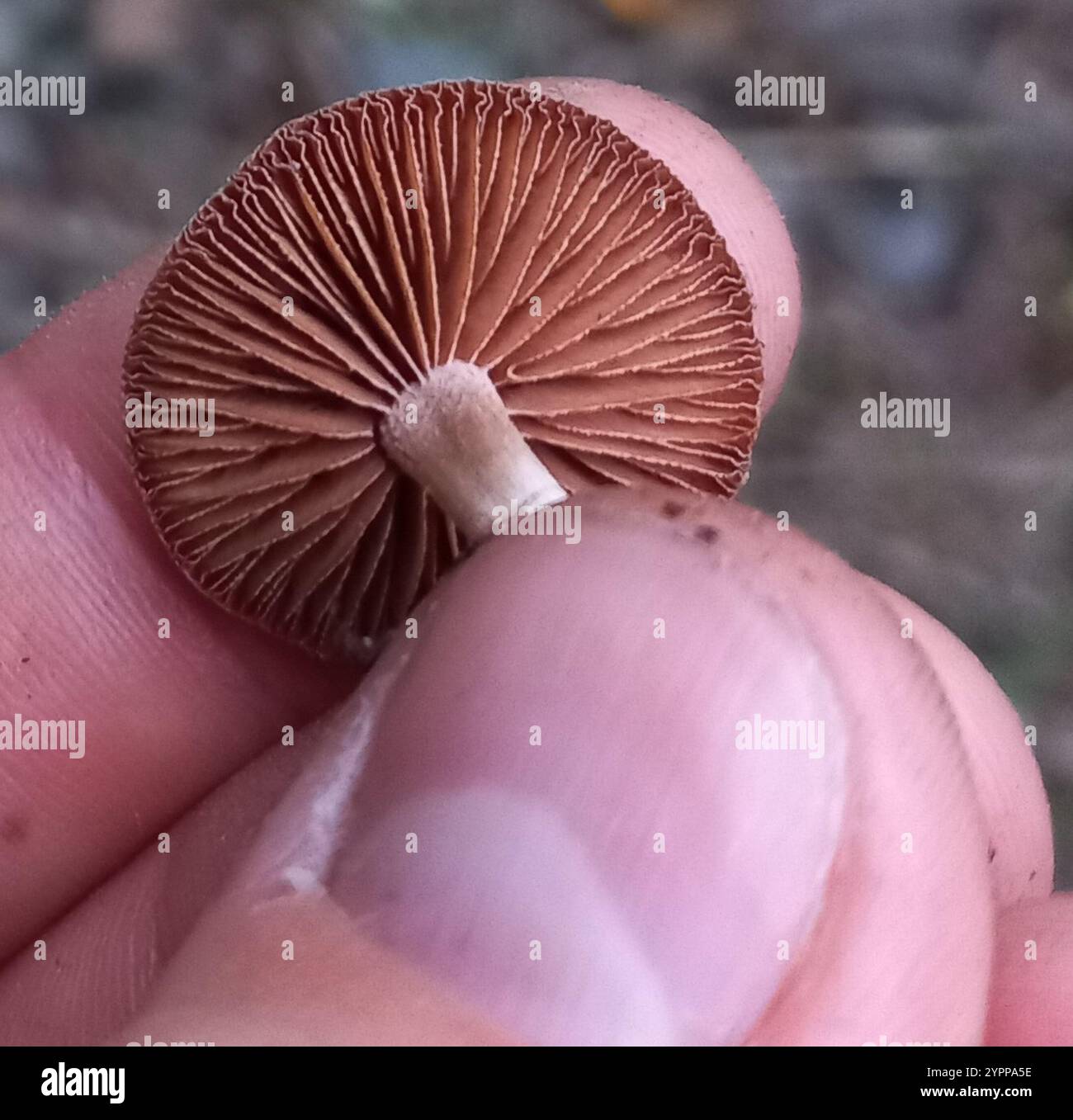 scurfy twiglet (Tubaria furfuracea Stock Photo - Alamy