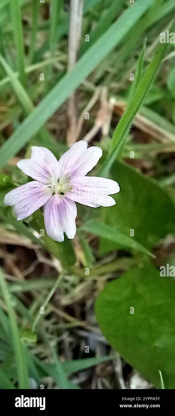 Candy Flower (Claytonia sibirica Stock Photo - Alamy