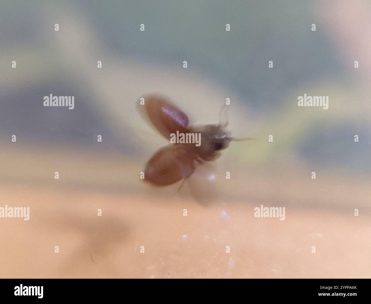 Lasioderma hi-res stock photography and images - Alamy