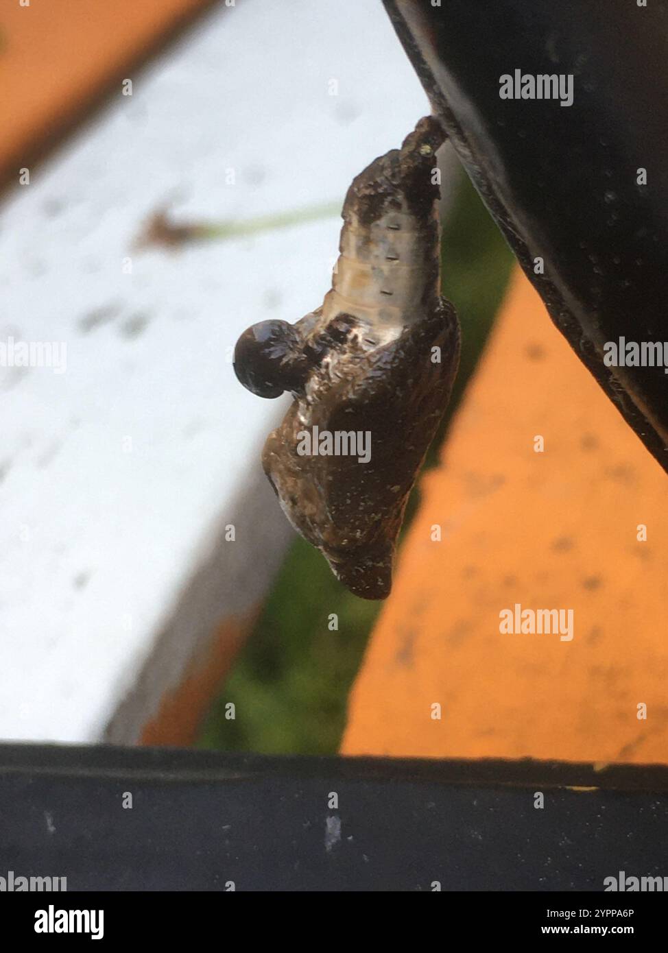 Viceroy (Limenitis archippus Stock Photo - Alamy