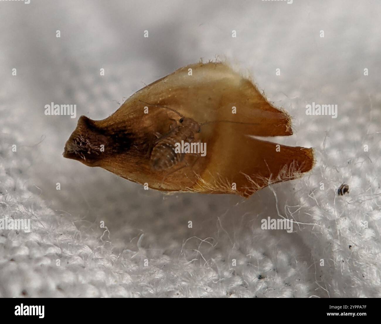Barklice, Booklice, and Parasitic Lice (Psocodea Stock Photo - Alamy