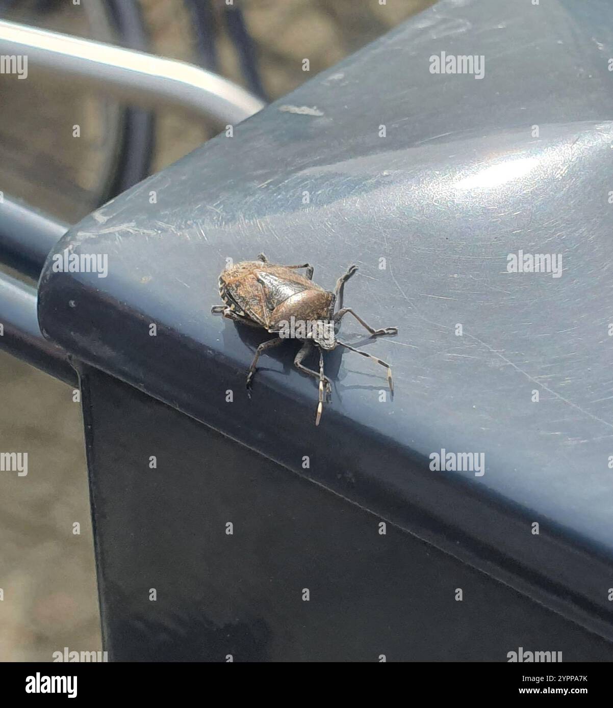 Mottled Stink Bug (Rhaphigaster nebulosa Stock Photo - Alamy
