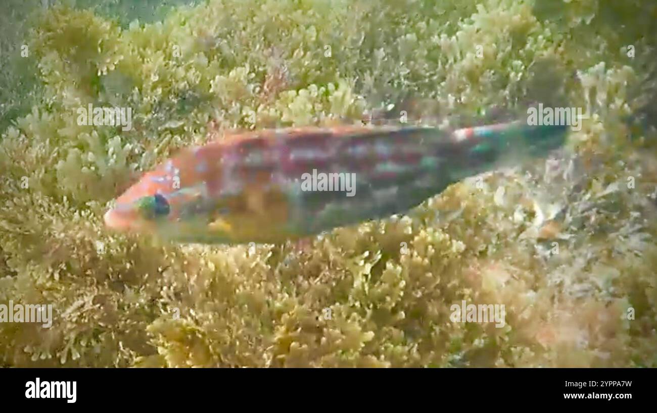 Corkwing Wrasse (Symphodus melops Stock Photo - Alamy