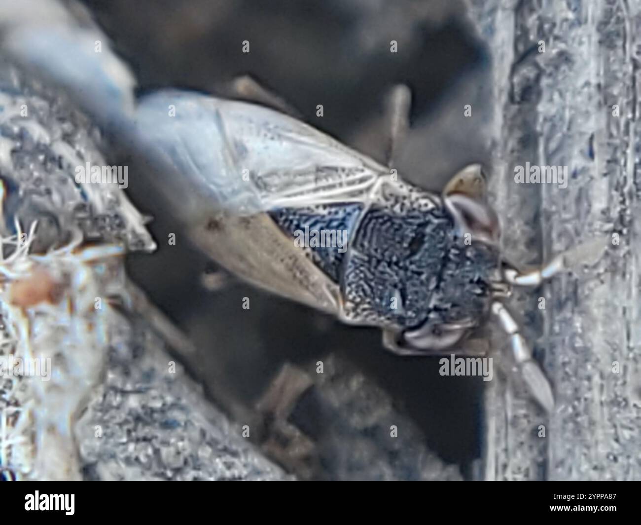 Geocoris hi-res stock photography and images - Alamy