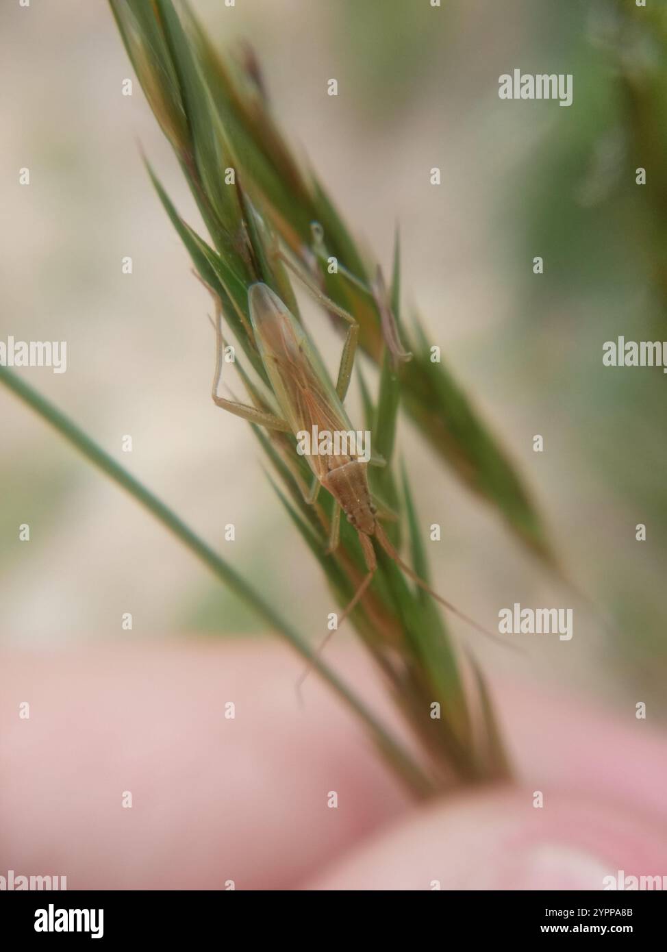 Grass bug (Stenodema laevigata Stock Photo - Alamy