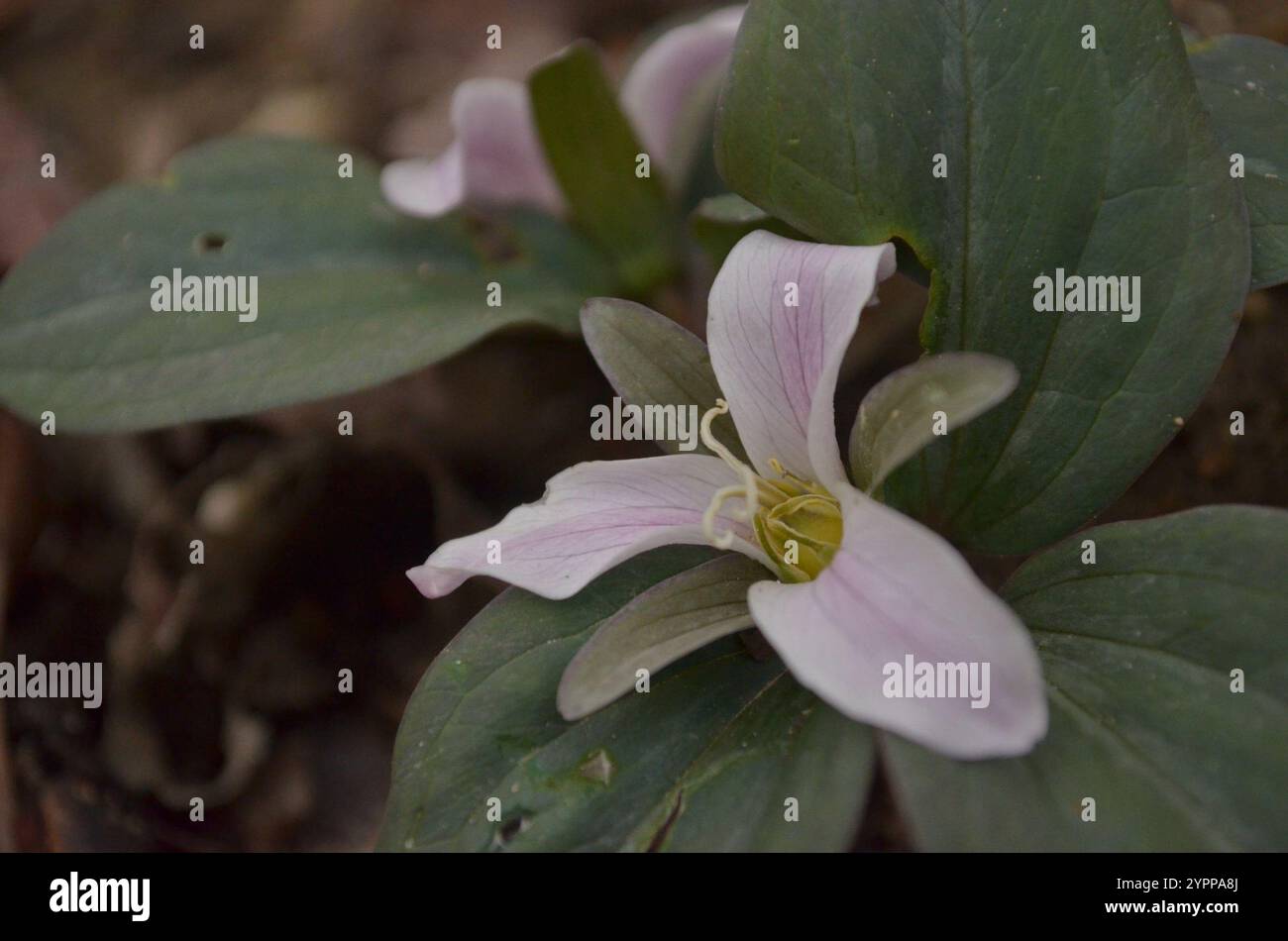 snow trillium (Trillium nivale Stock Photo - Alamy