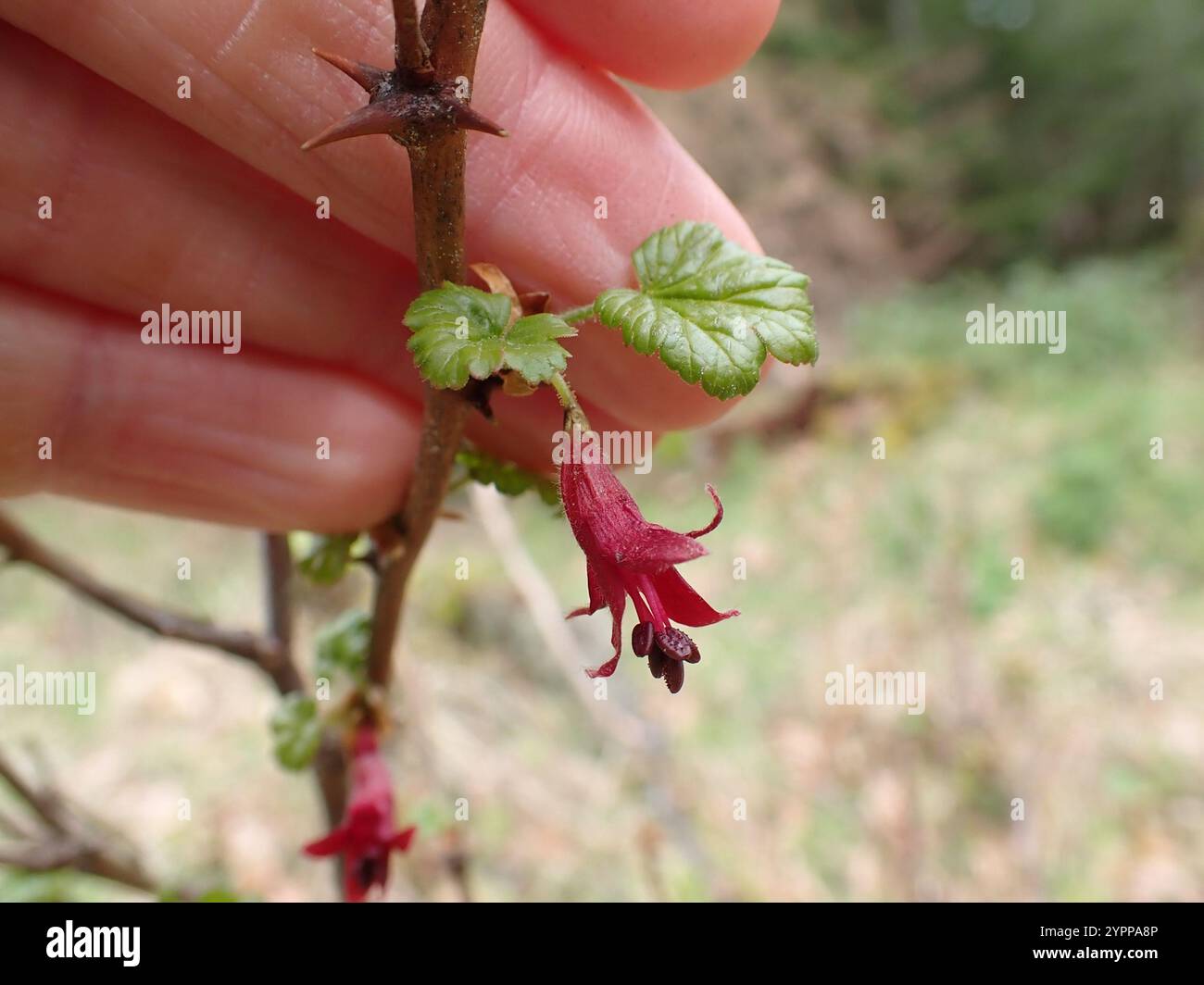 Gummy gooseberry hi-res stock photography and images - Alamy
