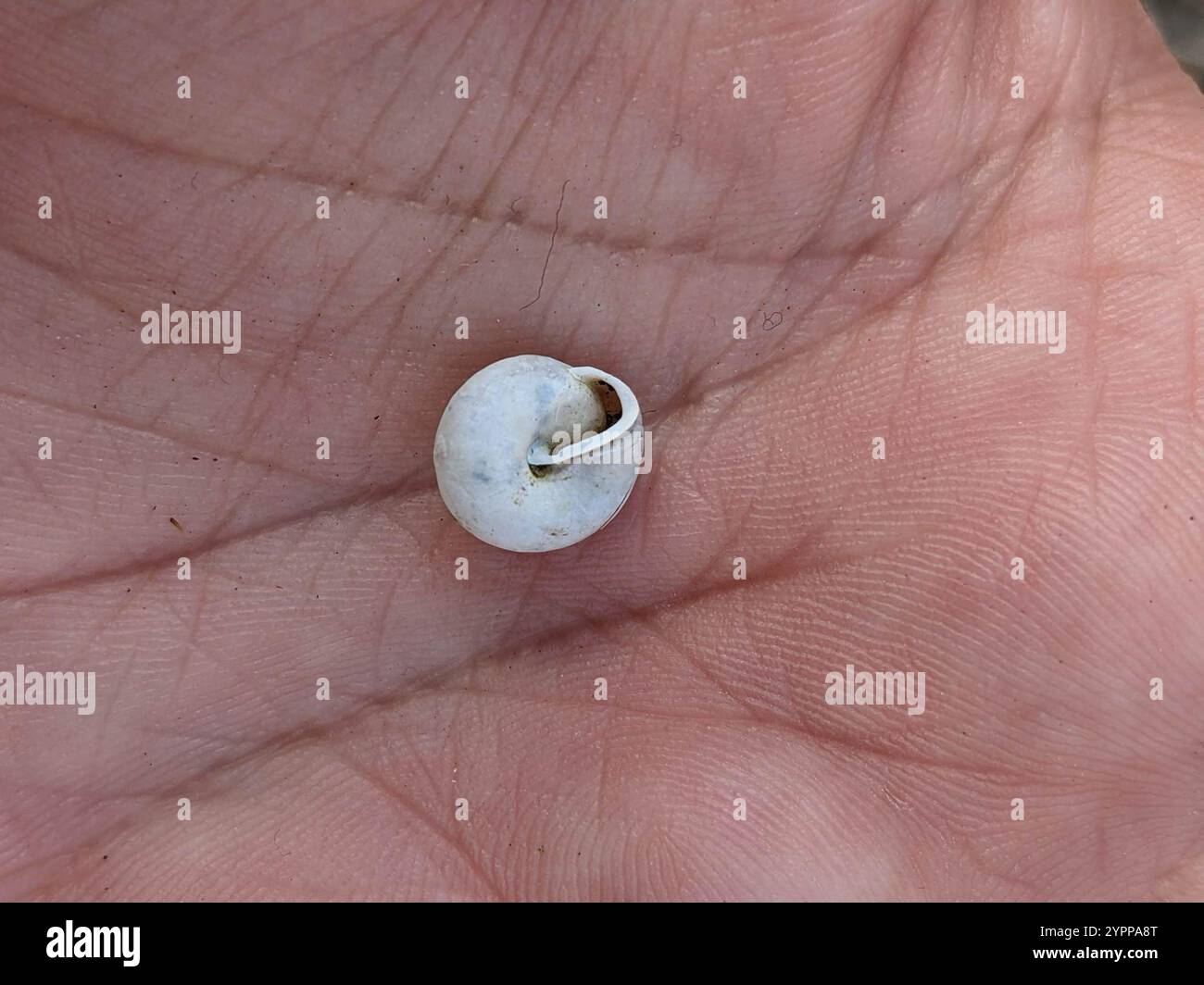 White-lip Globe Snail (Mesodon thyroidus Stock Photo - Alamy