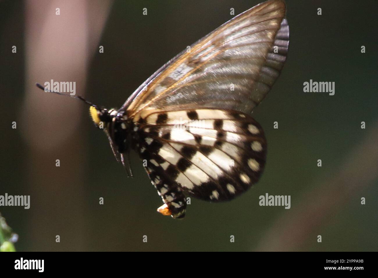 Glasswing (Acraea andromacha Stock Photo - Alamy