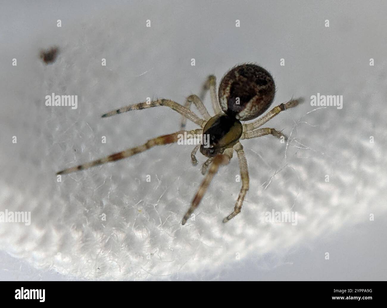 Silver-sided Sector Spider (Zygiella x-notata Stock Photo - Alamy