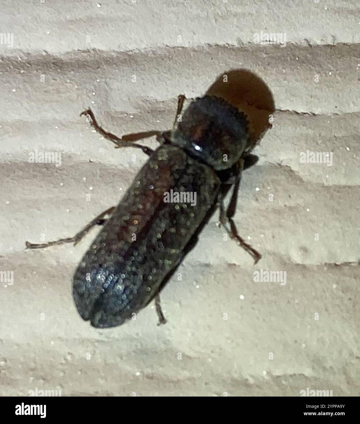 Auger Beetles (Bostrichidae Stock Photo - Alamy