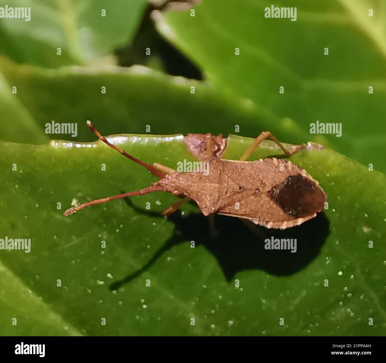 Box Bug (Gonocerus acuteangulatus Stock Photo - Alamy