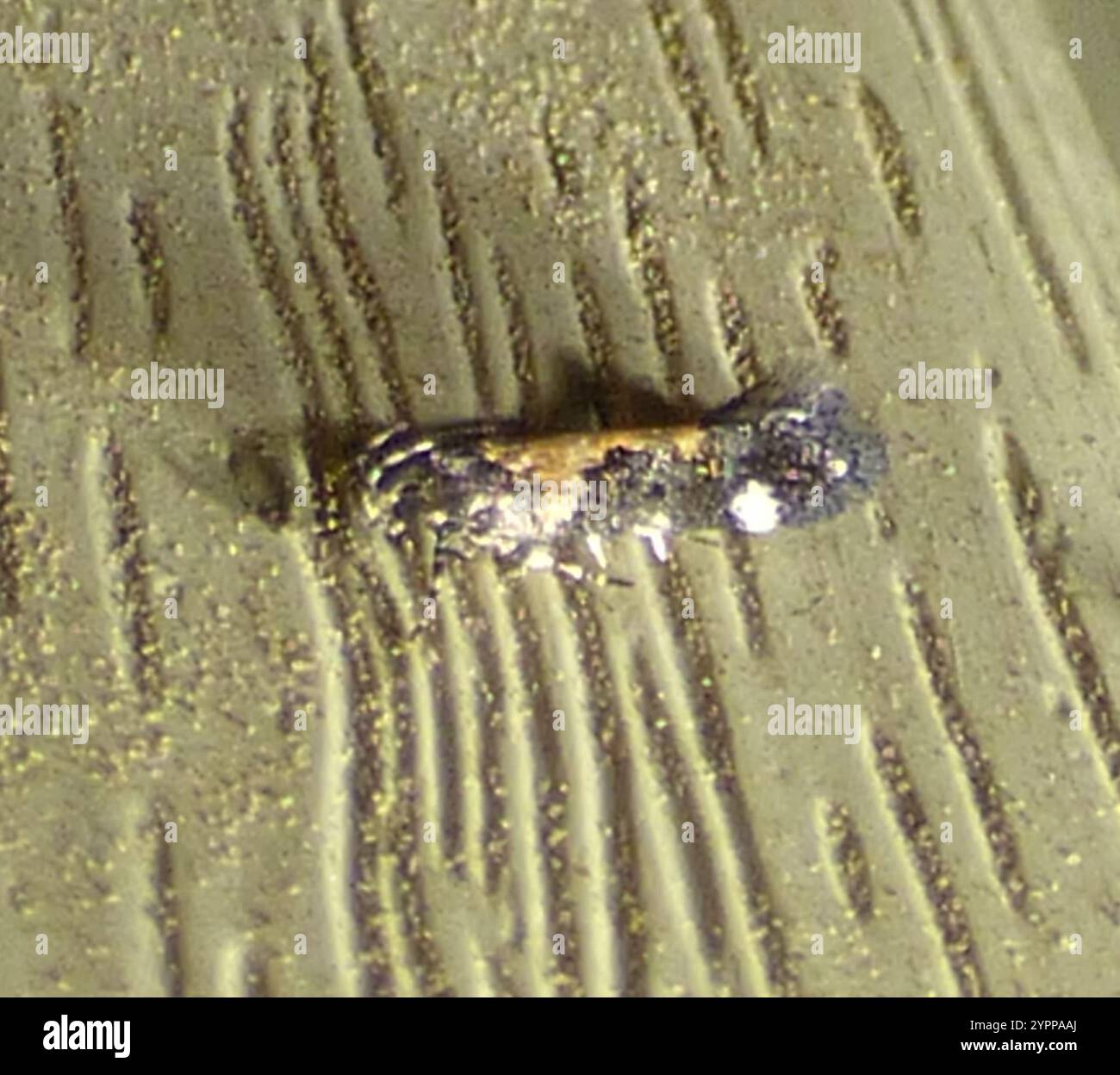 Red-necked Peanutworm Moth (Stegasta bosqueella Stock Photo - Alamy