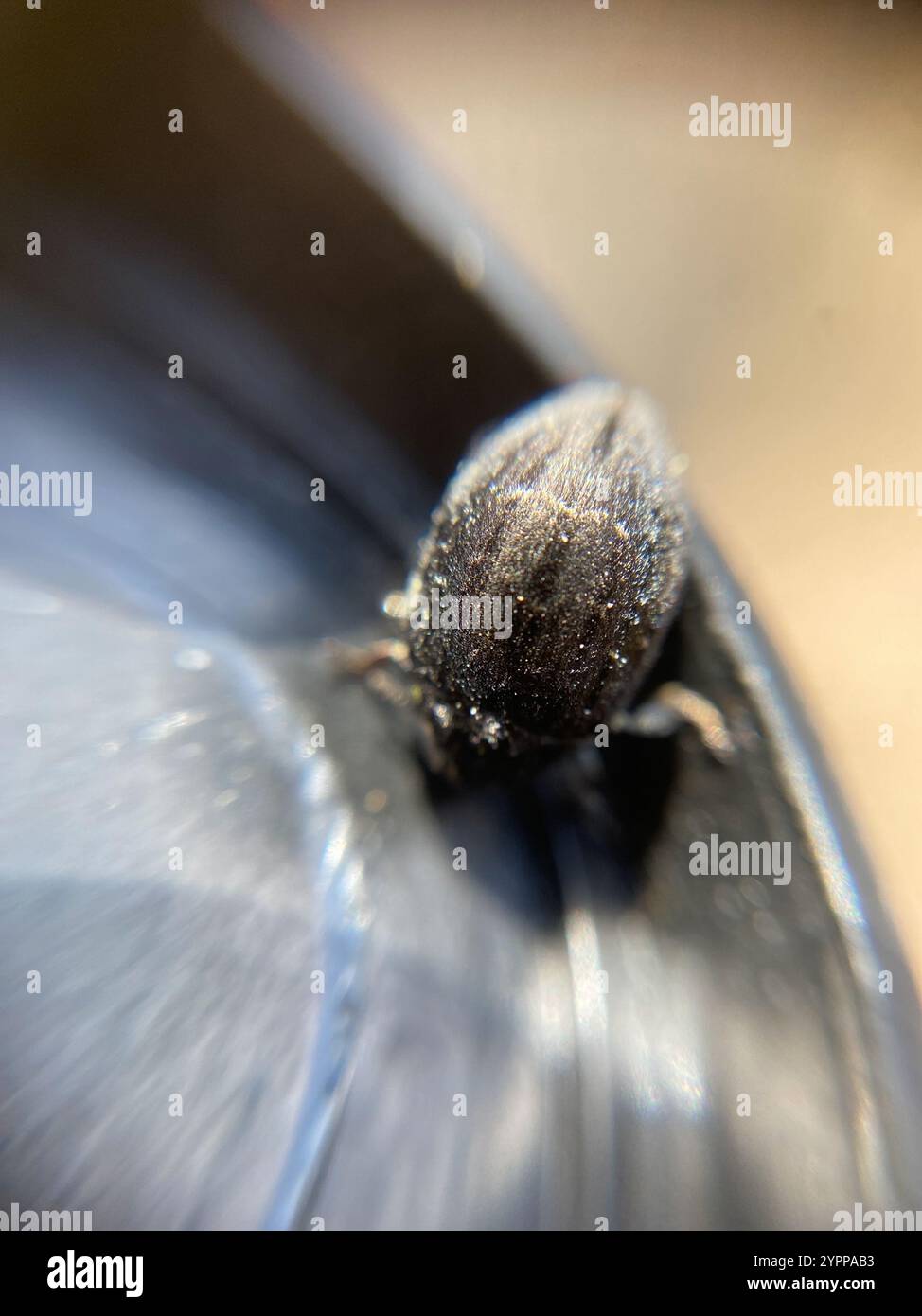 Common Pill-beetle (Byrrhus pilula Stock Photo - Alamy