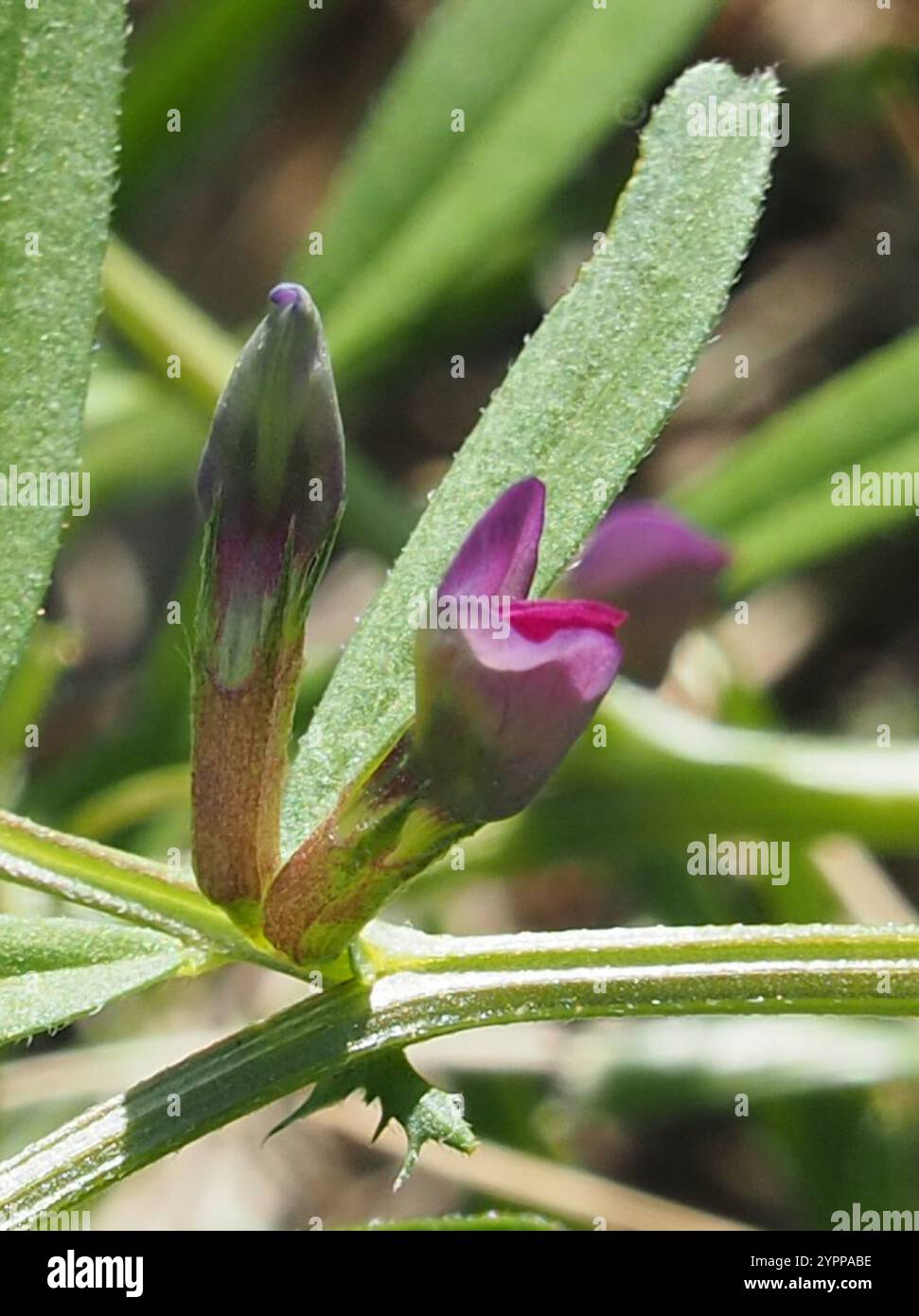 Common Vetch (Vicia sativa Stock Photo - Alamy