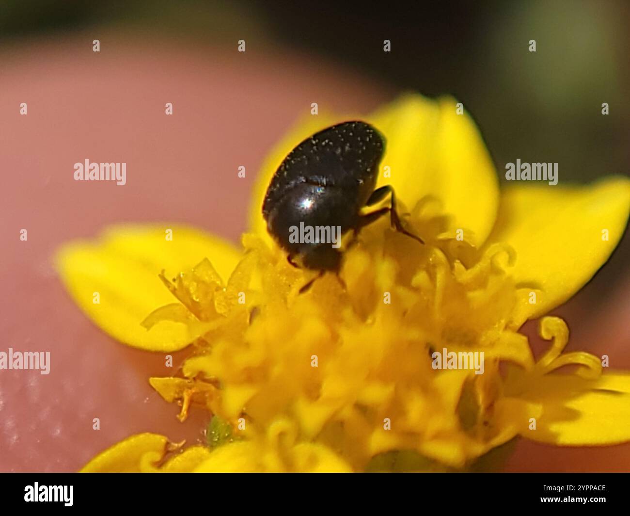 Pollen Beetles (Meligethinae Stock Photo - Alamy