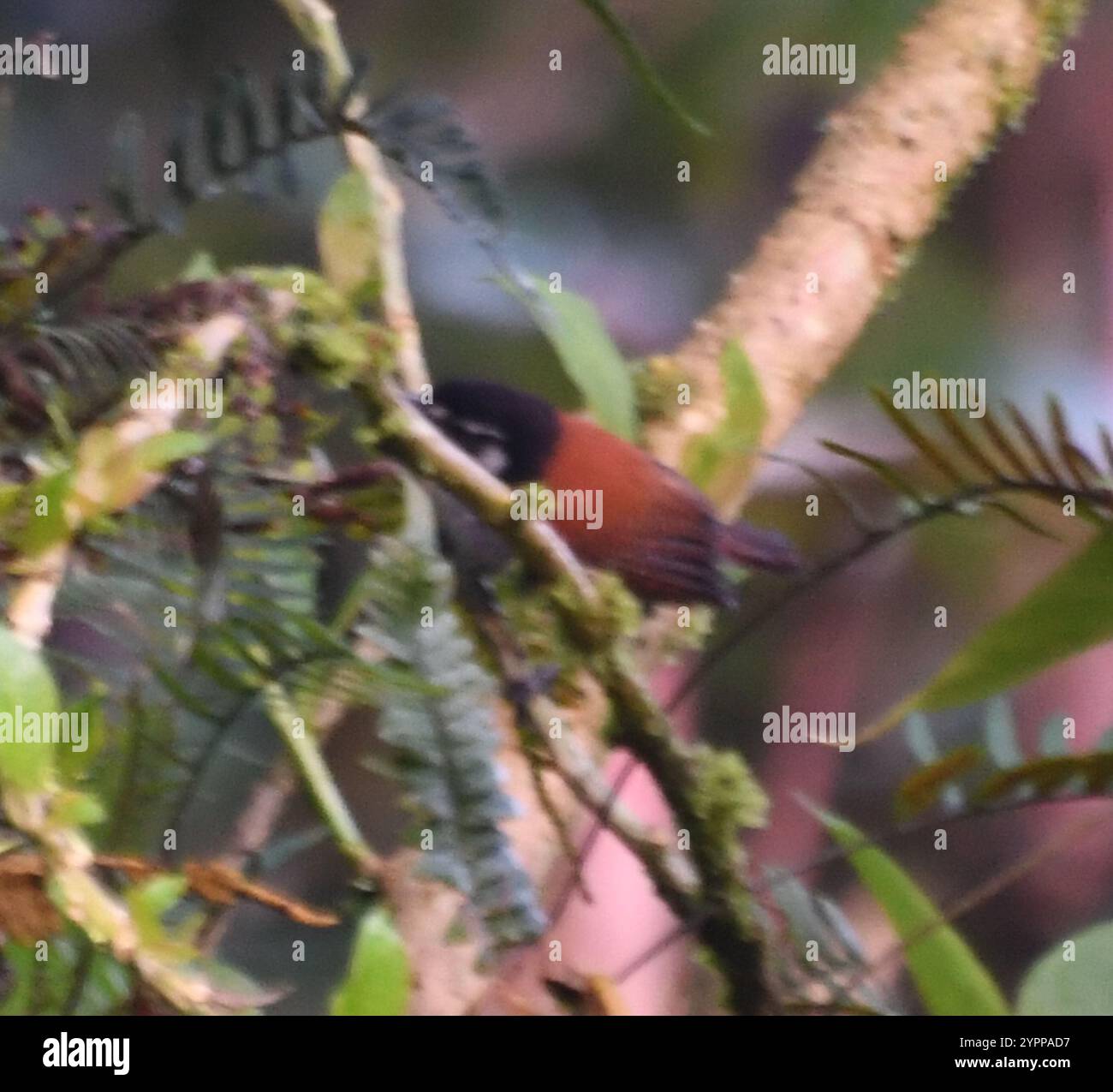 Bay Wren (Cantorchilus nigricapillus Stock Photo - Alamy