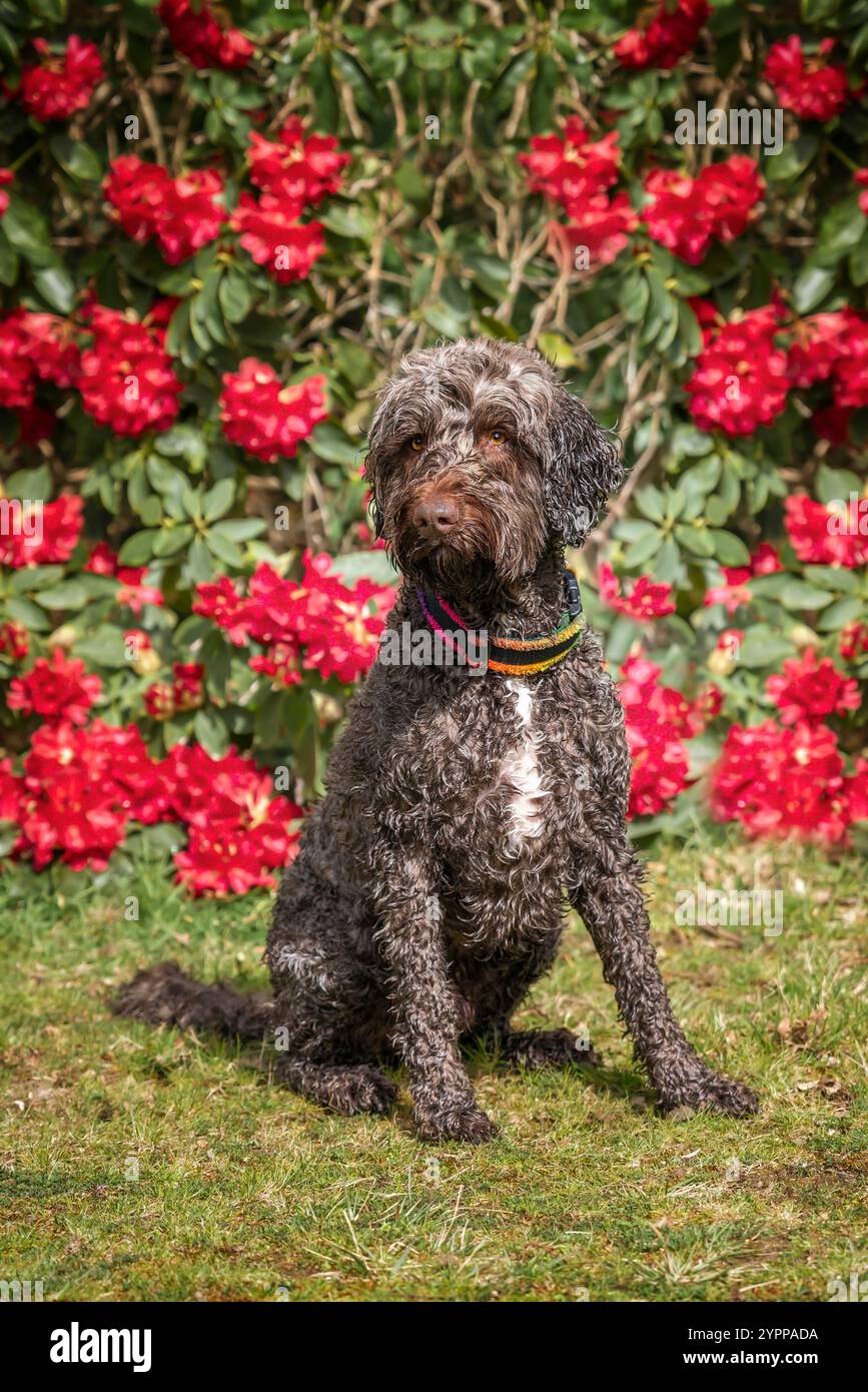 Brown springerpoo dog in Virginia Water Stock Photo - Alamy
