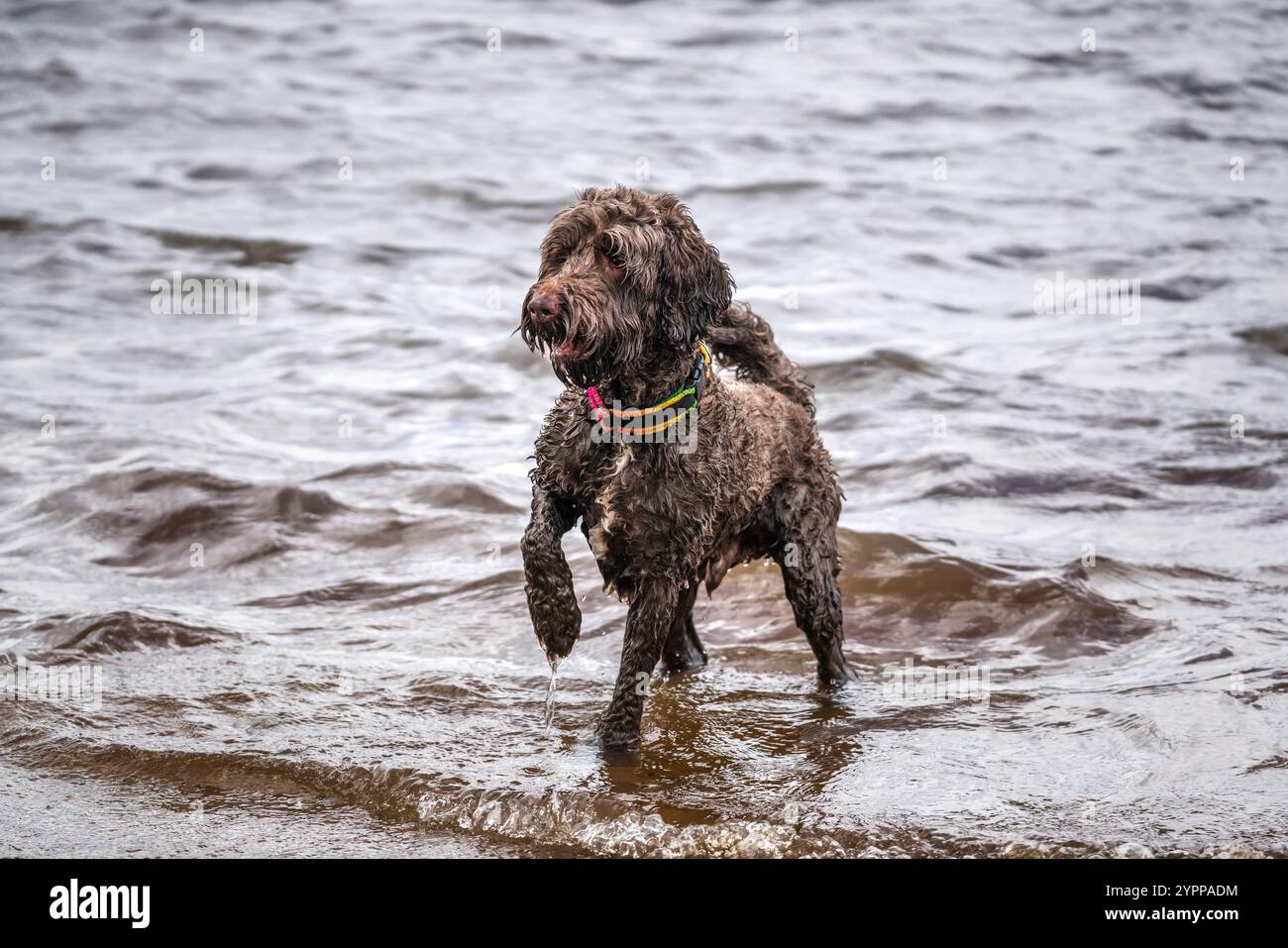 Brown springerpoo dog in Virginia Water Stock Photo - Alamy