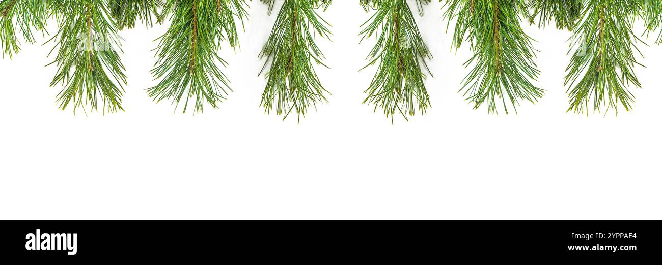 Frame of natural pine tree branches on white background Stock Photo - Alamy