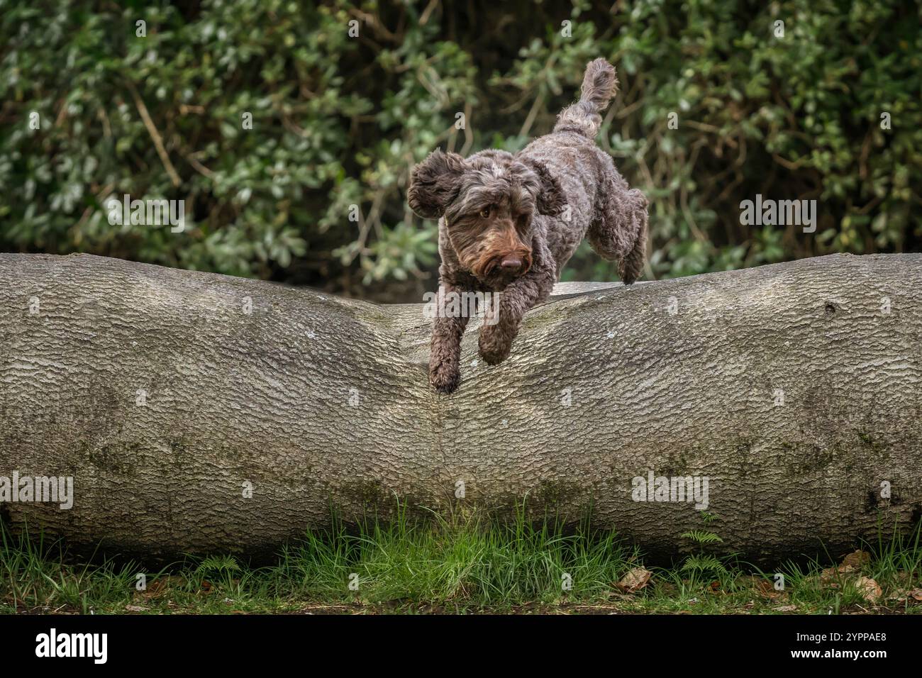 Brown springerpoo dog in Virginia Water Stock Photo - Alamy