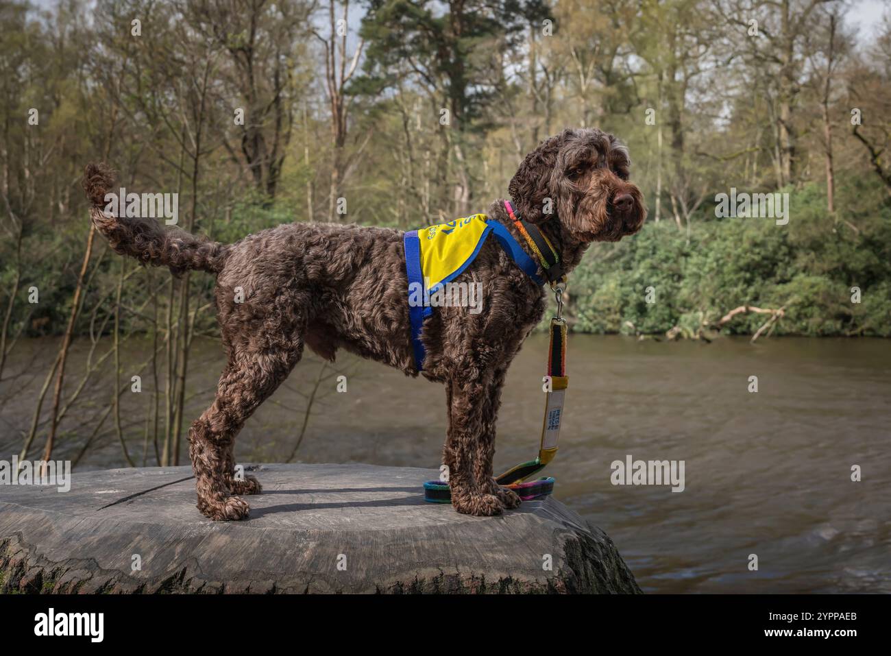 Brown springerpoo dog in Virginia Water Stock Photo - Alamy