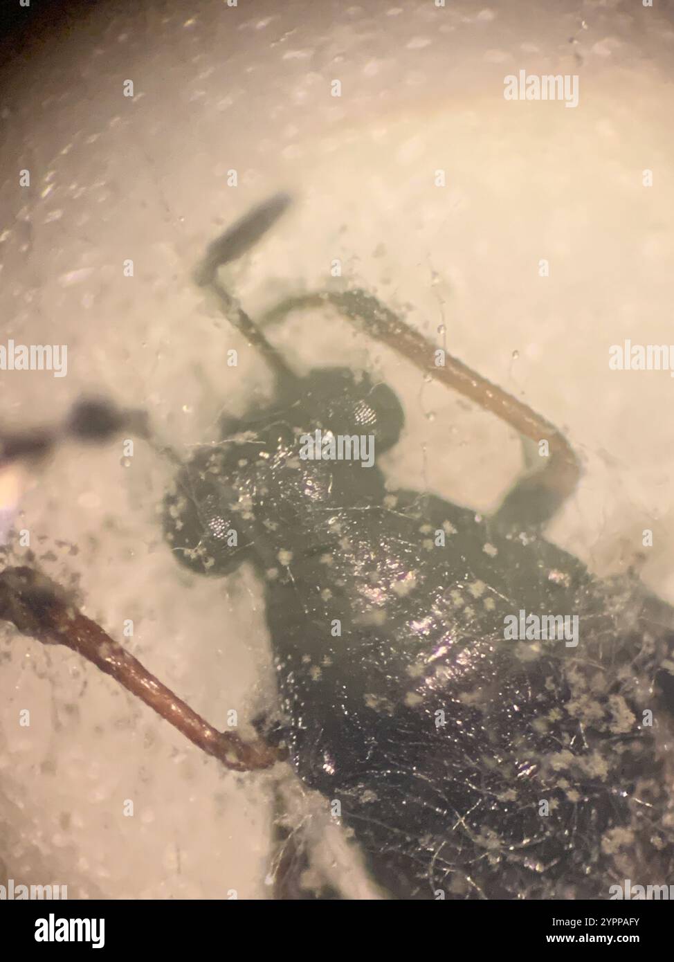 Didymella hi-res stock photography and images - Alamy